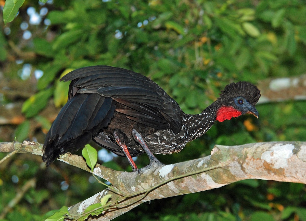 eBird Checklist - 25 Dec 2010 - chan chich - 4 species