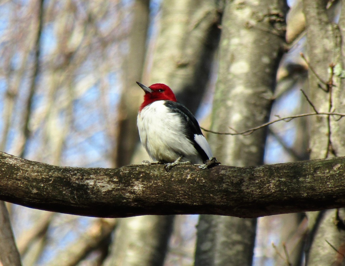 eBird Checklist - 13 Apr 2020 - Ottawa Sands County Park - 22 species ...