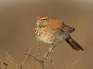 Red Lark - Calendulauda burra - Birds of the World