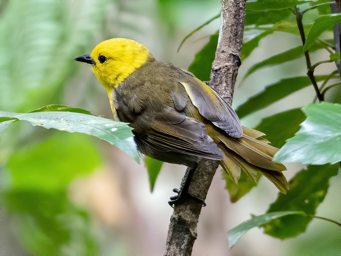 Yellowhead - eBird