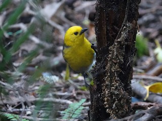 Yellowhead - eBird