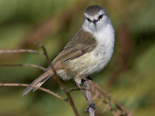 Chatham Islands Gerygone - eBird