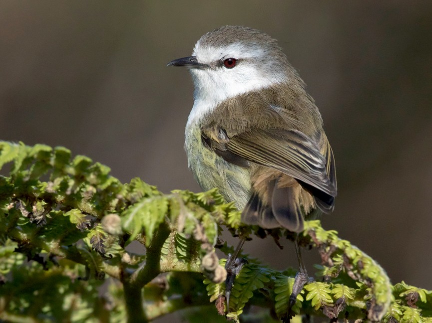 Chatham Island Gerygone - eBird