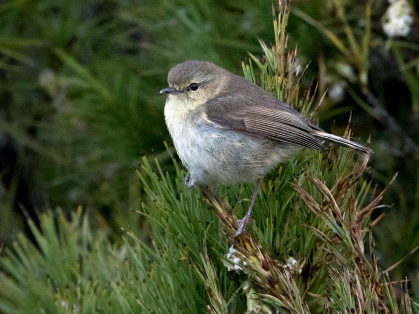 Chatham Island Gerygone - eBird
