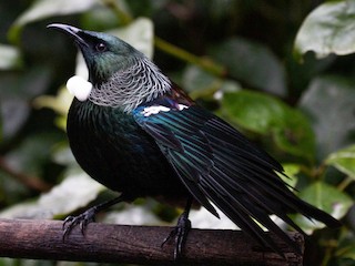Tui - New Zealand Bird Atlas