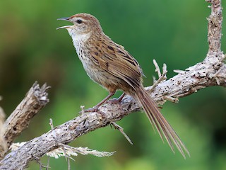 New Zealand Fernbird - eBird