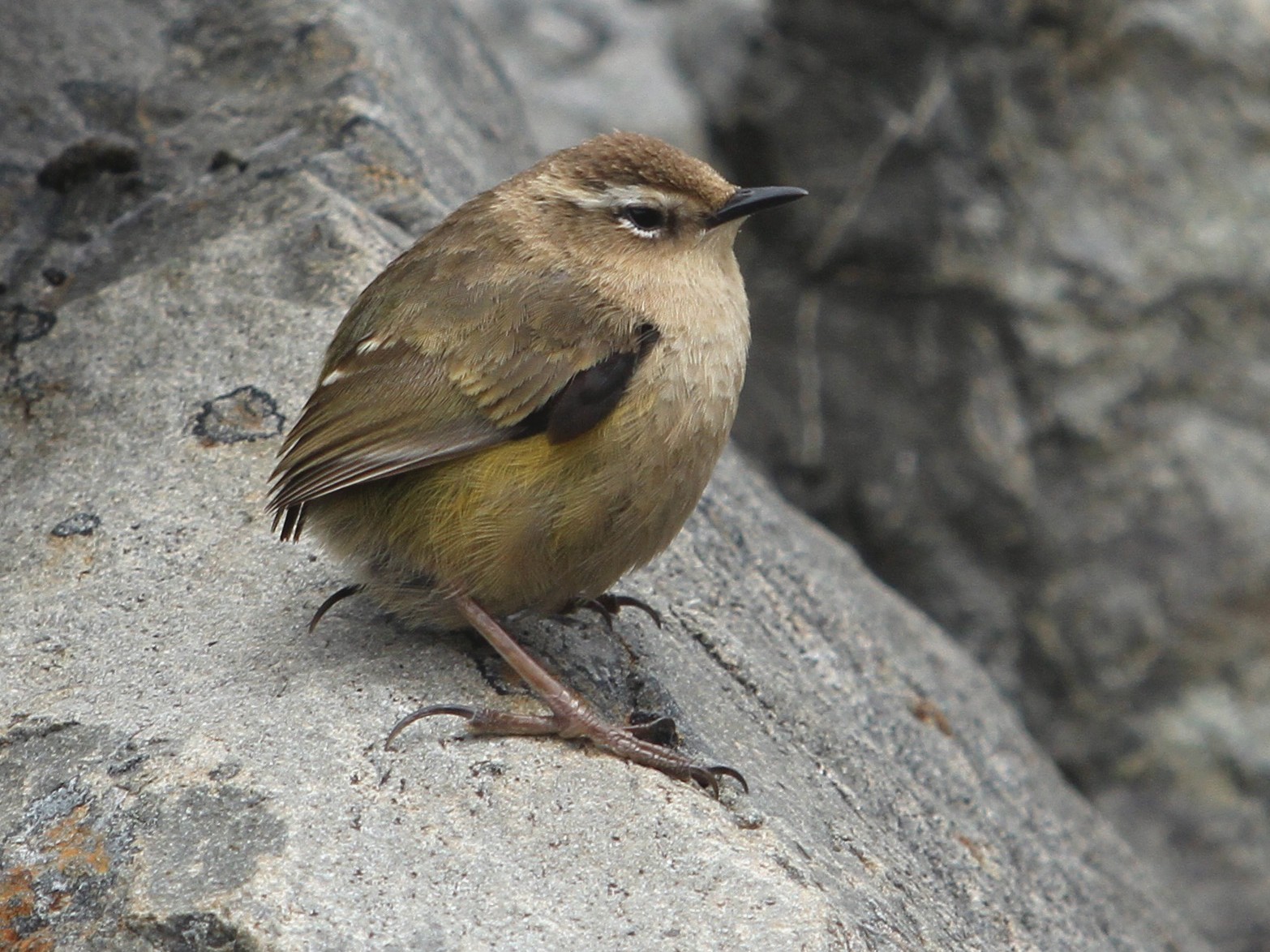South Island Wren - eBird