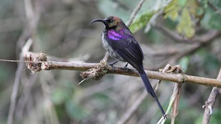 Tacazze Sunbird - Nectarinia tacazze - Birds of the World