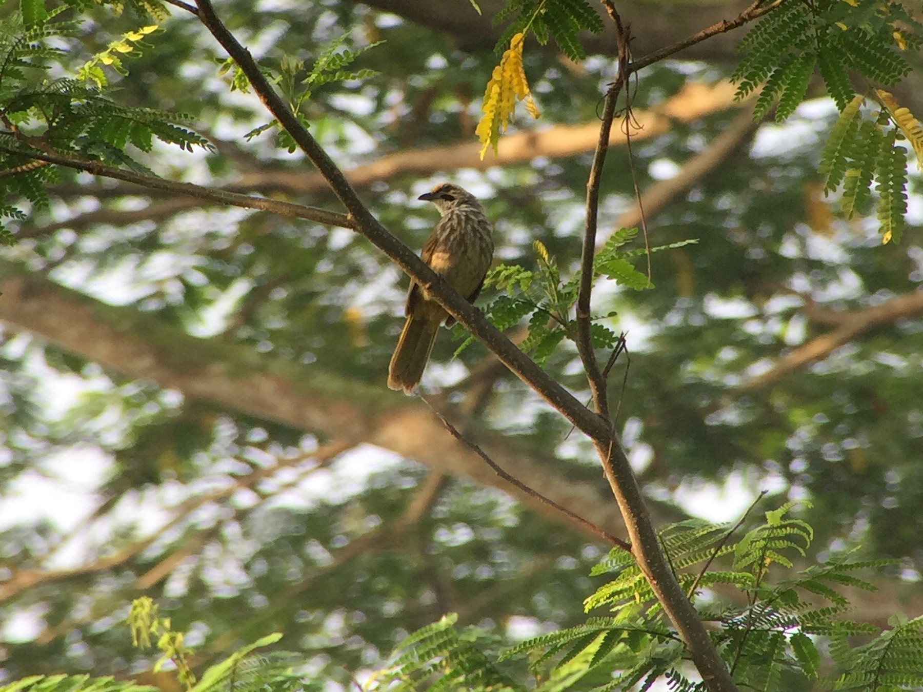 Straw-headed Bulbul - eBird