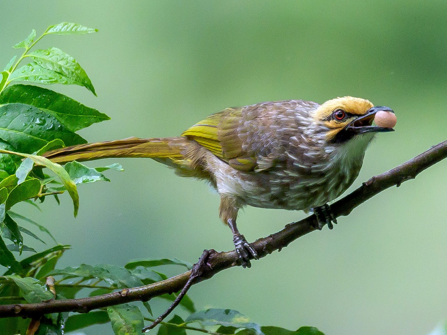 Straw-headed Bulbul - eBird