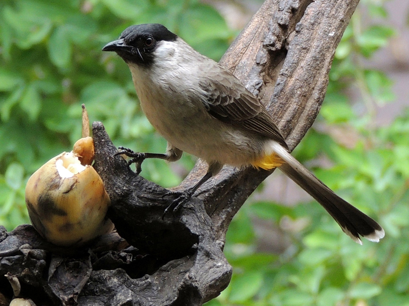 Sooty-headed Bulbul - eBird