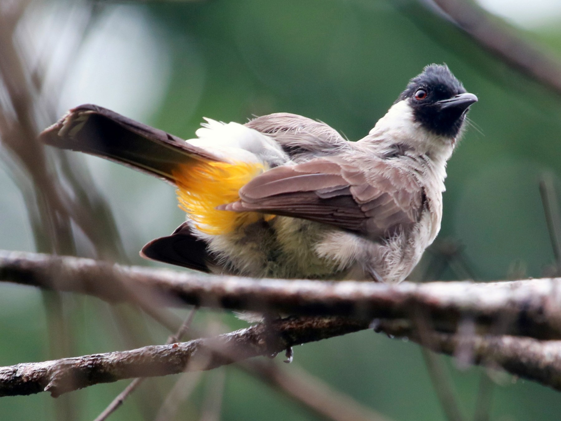 Sooty-headed Bulbul - eBird