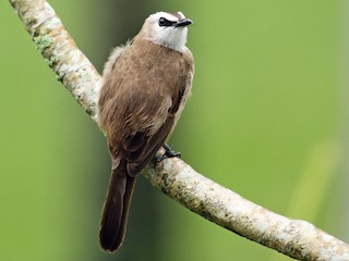Merbah cerukcuk - eBird