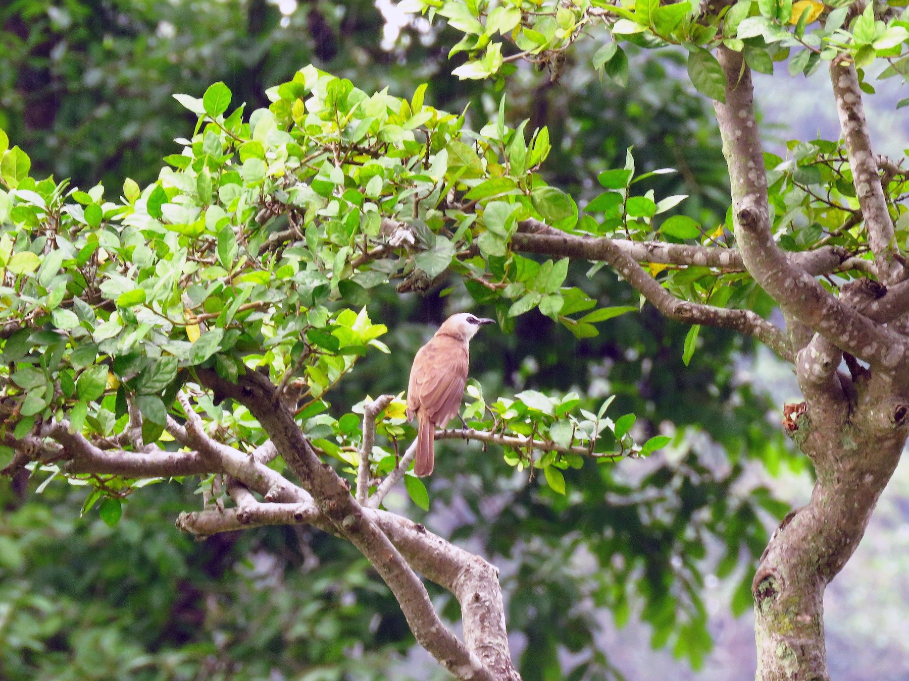 Yellow-vented Bulbul - eBird