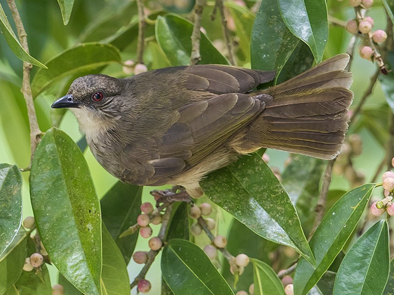 Merbah belukar - eBird