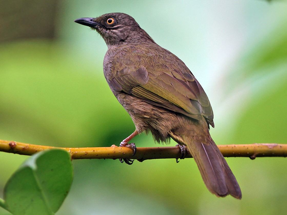 Olive-winged Bulbul - eBird
