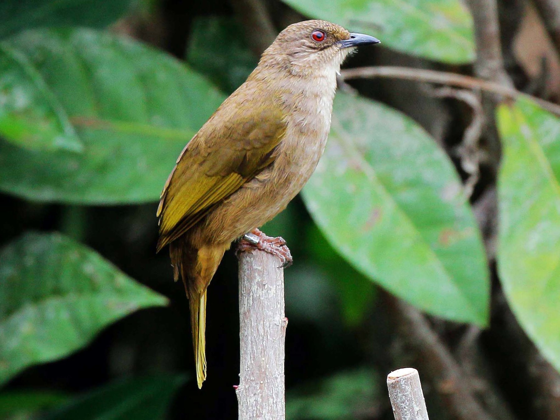 Olive-winged Bulbul - eBird