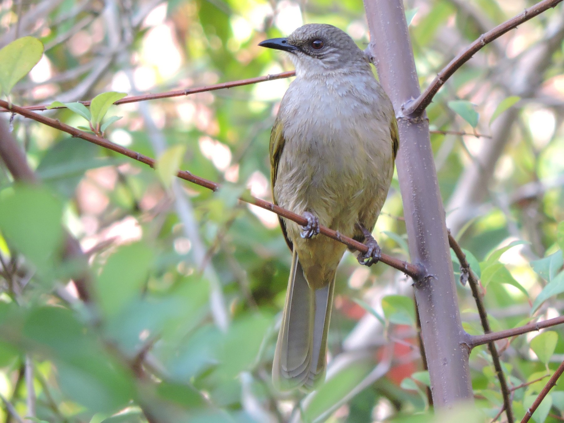 Olive-winged Bulbul - eBird