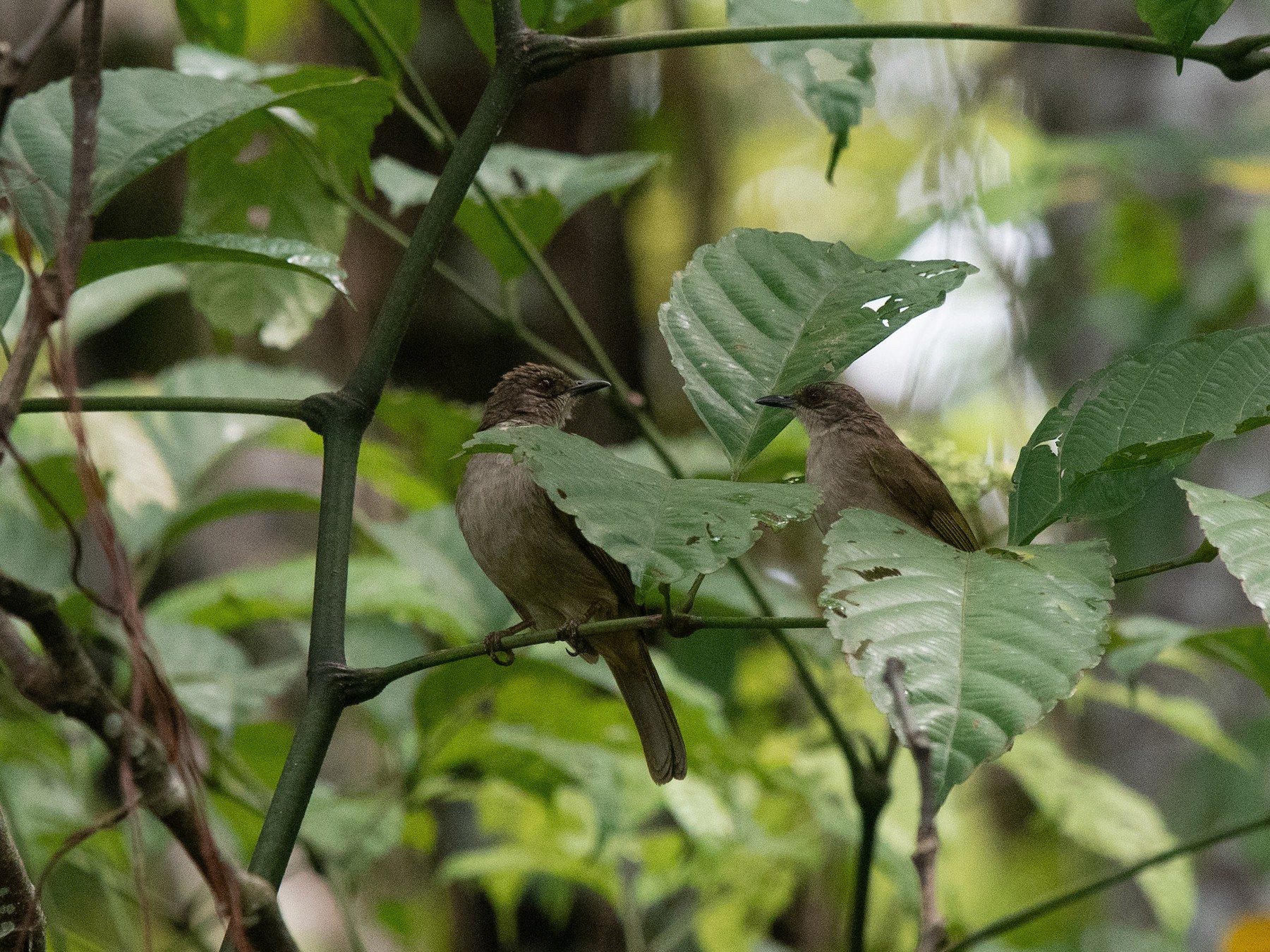 Olive-winged Bulbul - eBird