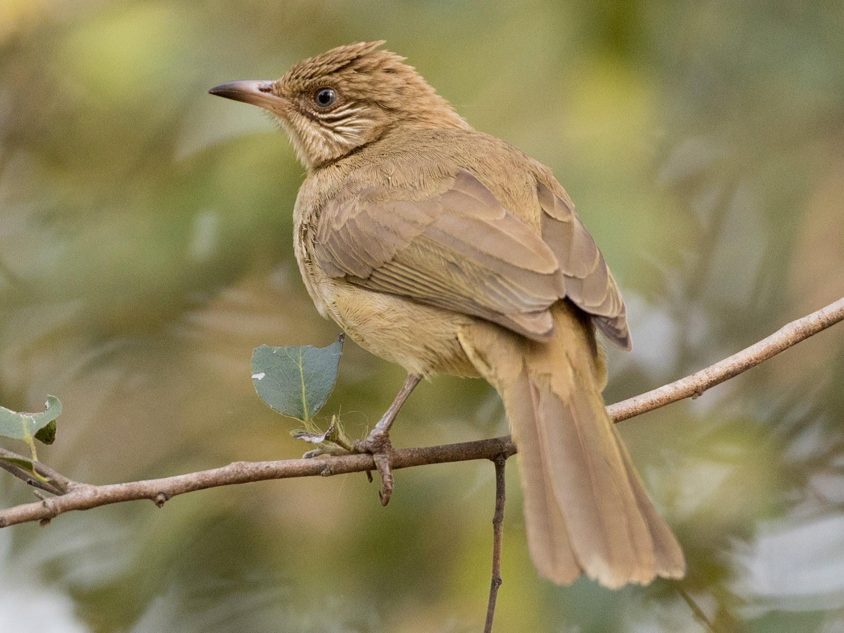 Streak-eared Bulbul - eBird