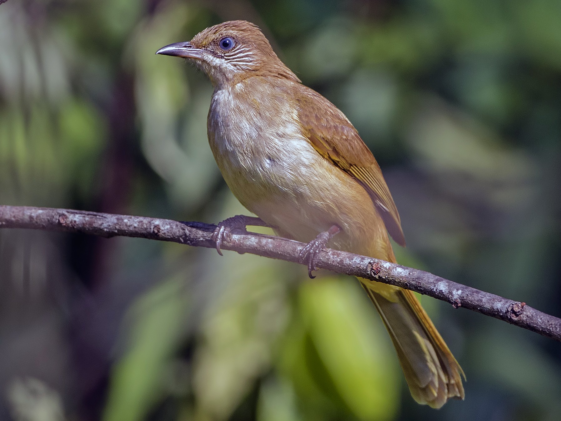 Streak-eared Bulbul - eBird
