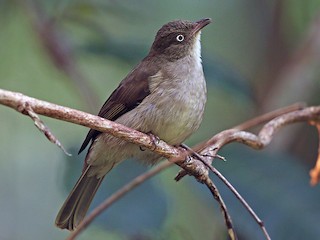 Cream-vented Bulbul - eBird