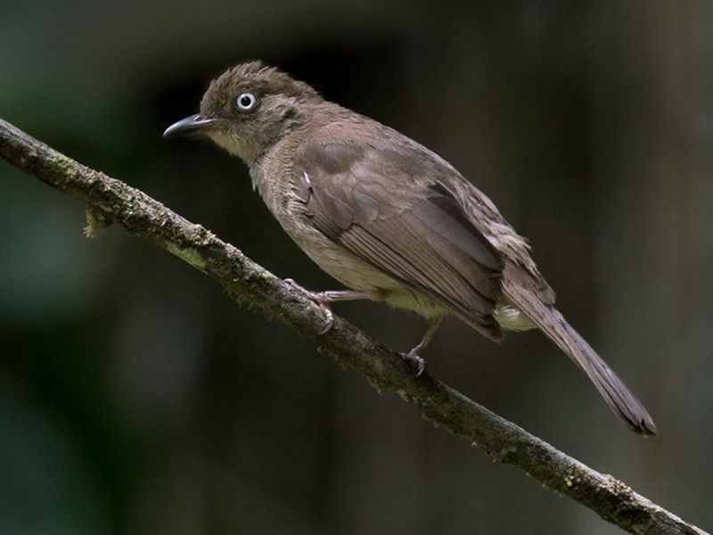 Cream-vented Bulbul - eBird