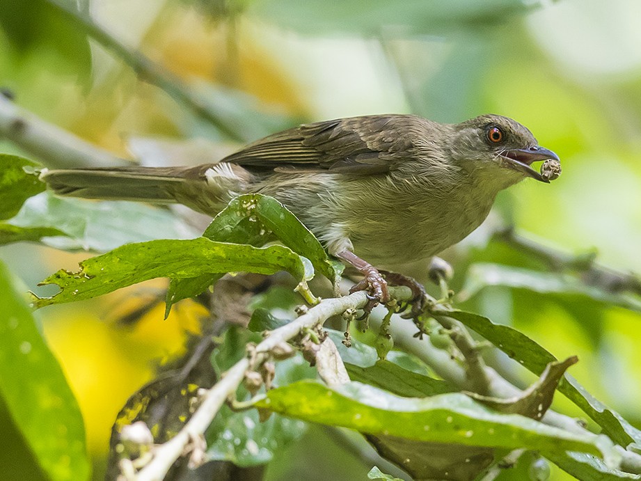 Merbah mata-merah - eBird