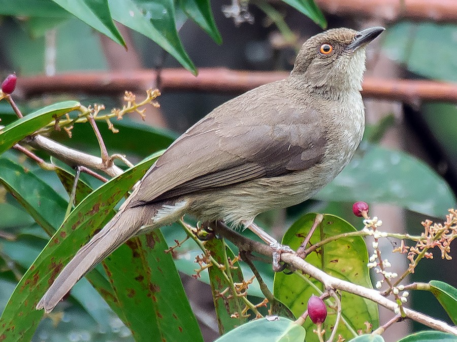 Red-eyed Bulbul - eBird