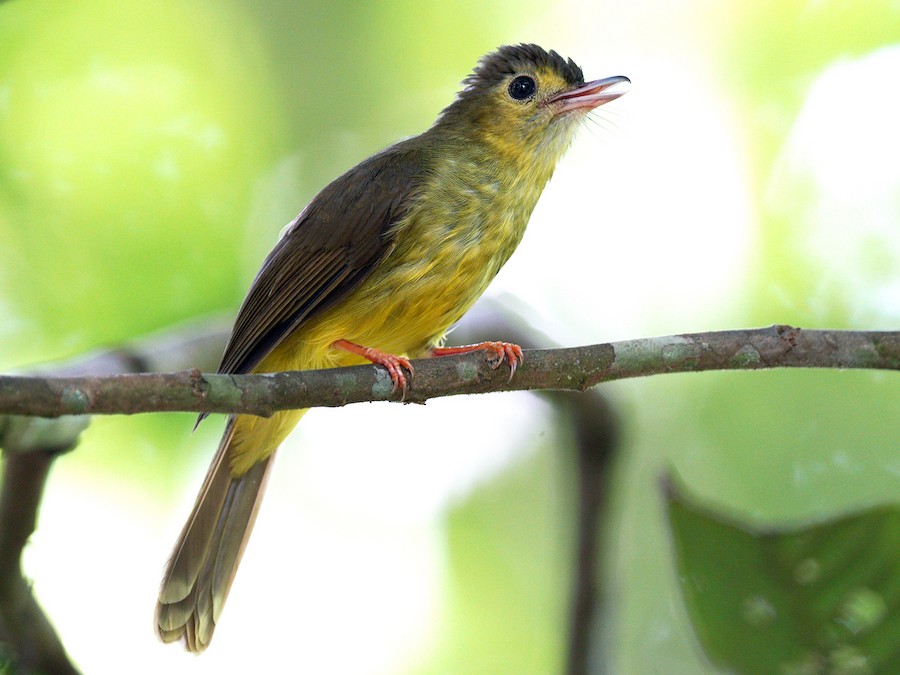 Hairy-backed Bulbul - eBird