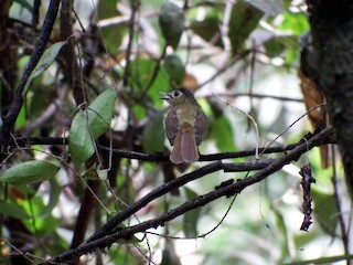 Hairy-backed Bulbul - eBird