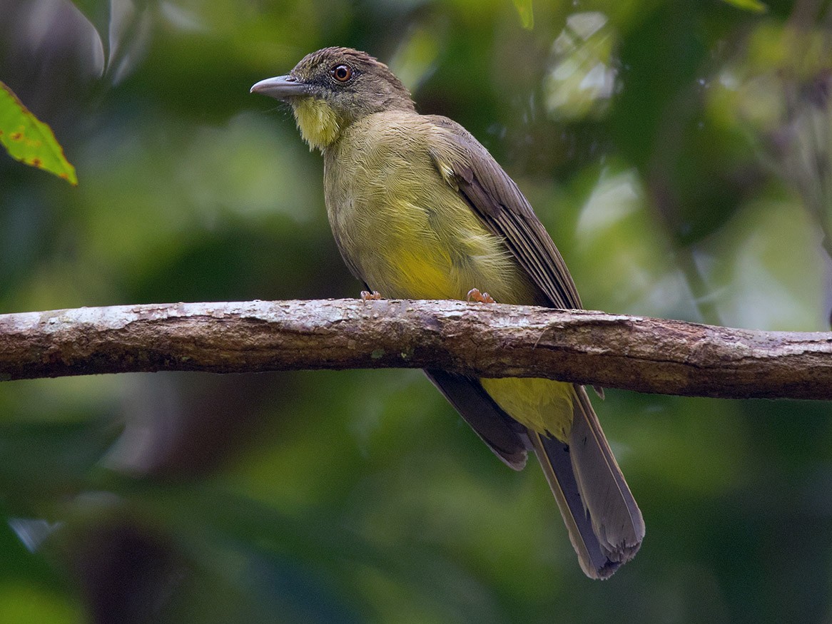 Finsch's Bulbul - eBird