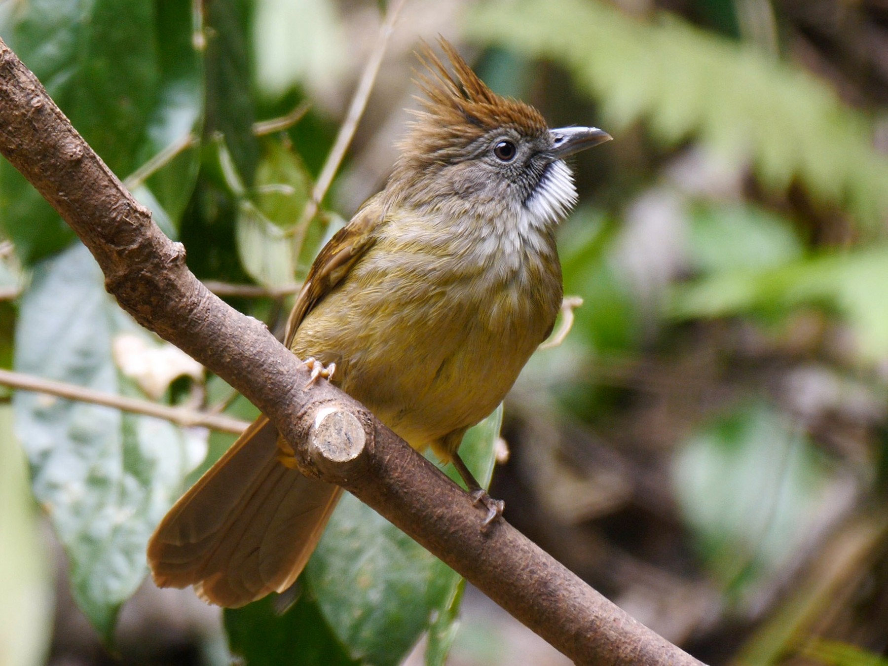 Puff-throated Bulbul - eBird