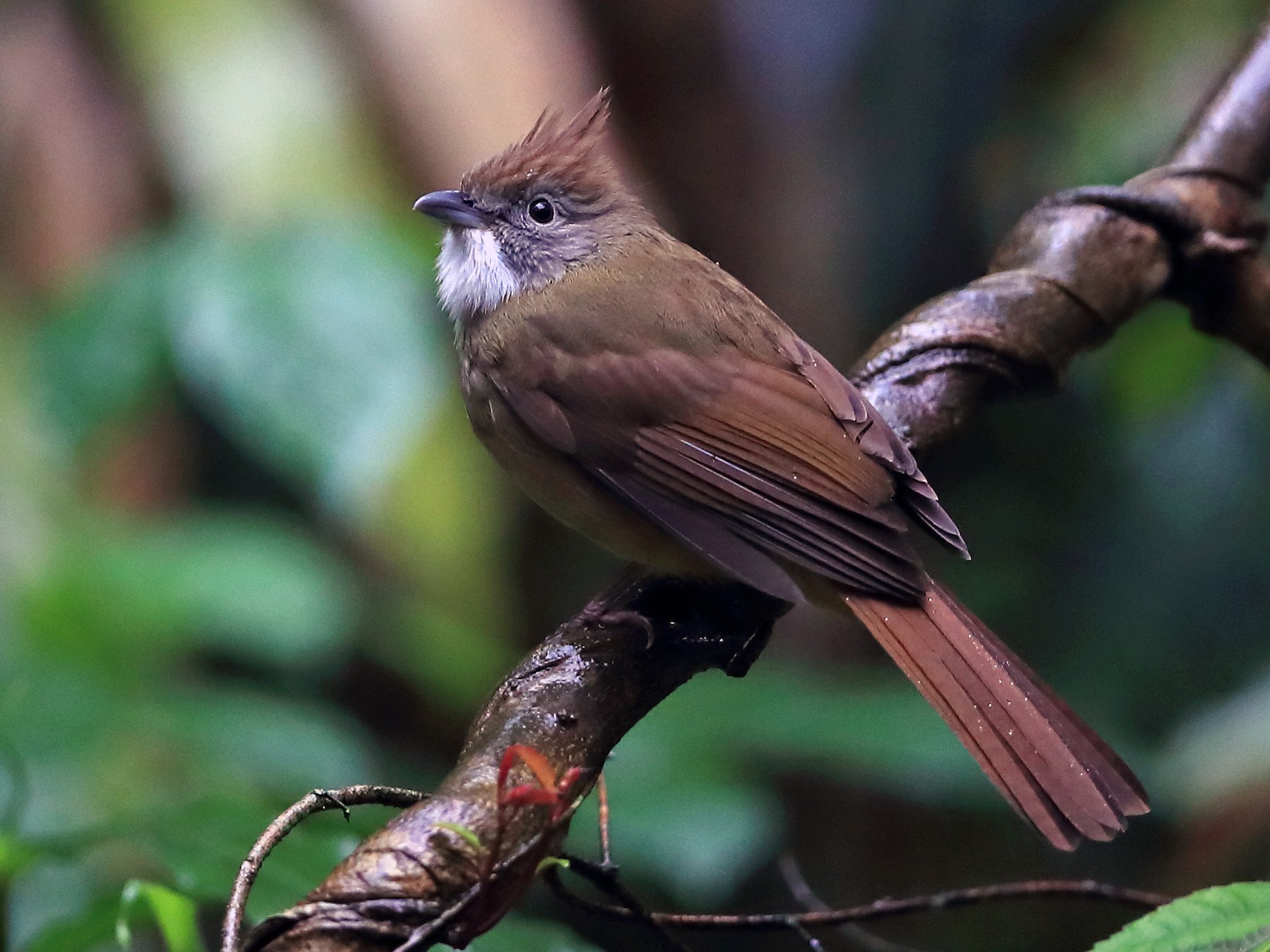 Puff-throated Bulbul - eBird