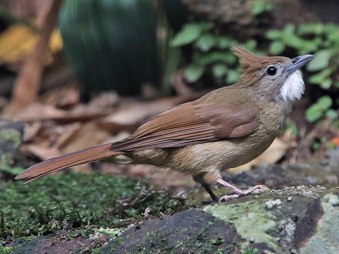 Ochraceous Bulbul - eBird