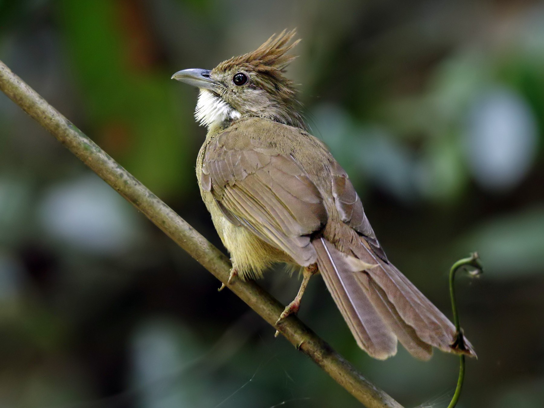 Ochraceous Bulbul - eBird