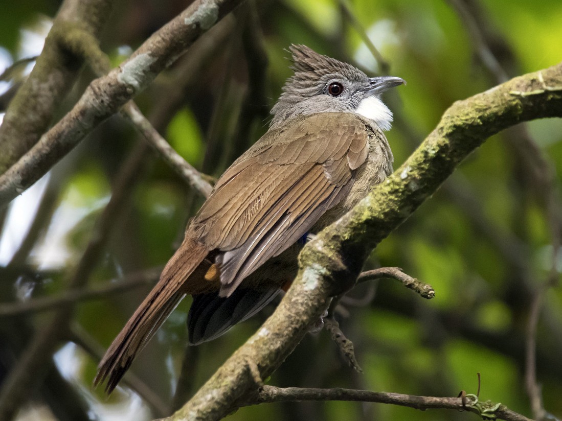 Penan Bulbul - eBird