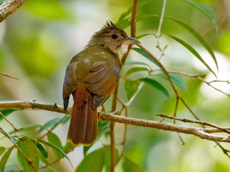 Gray-cheeked Bulbul - eBird