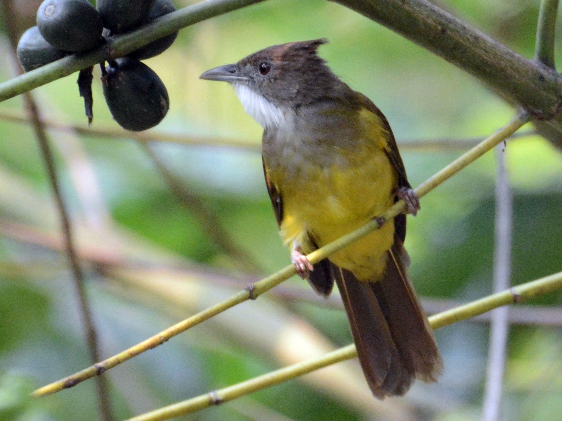 Brown-cheeked Bulbul - eBird