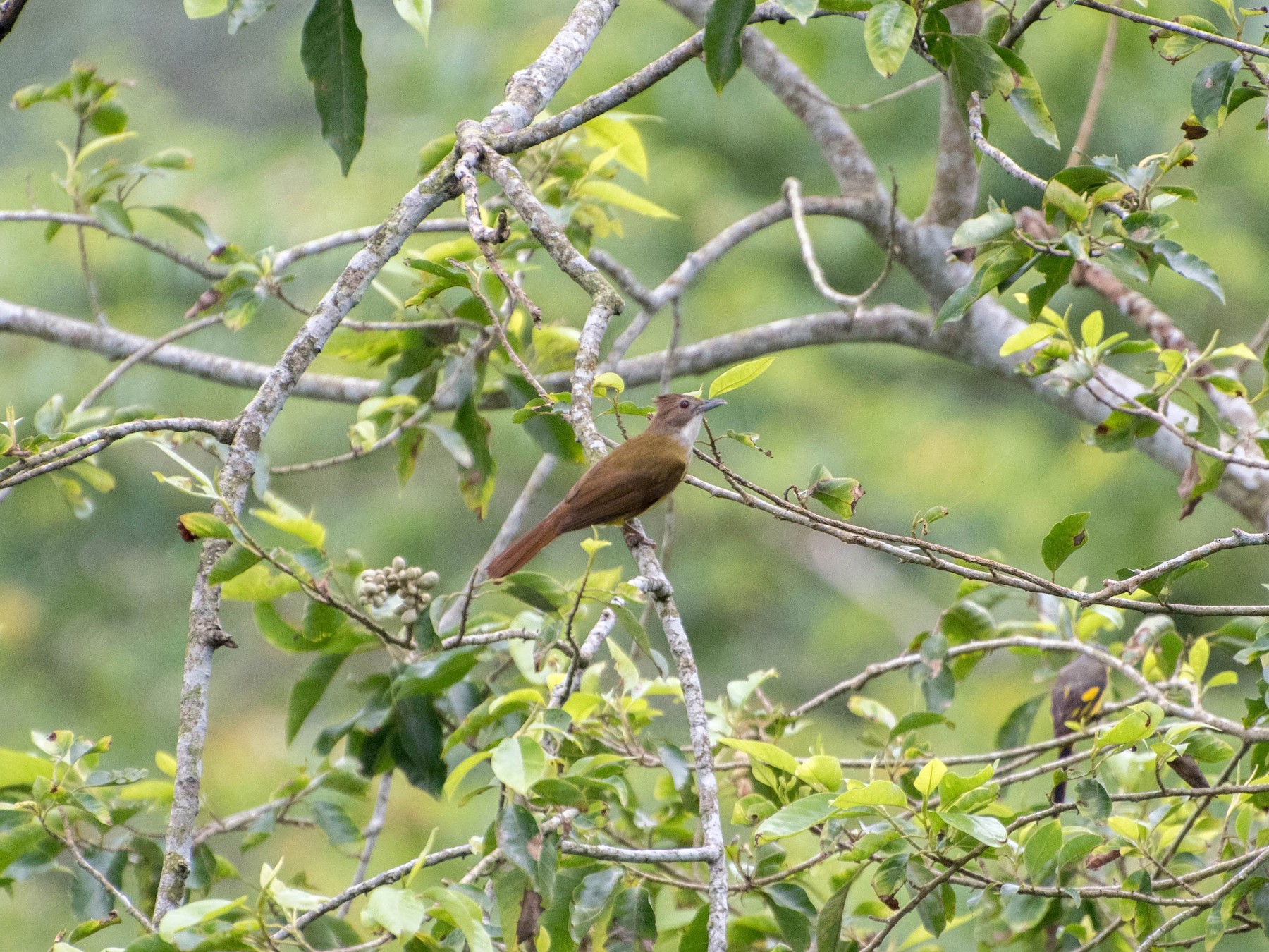 Brown-cheeked Bulbul - eBird