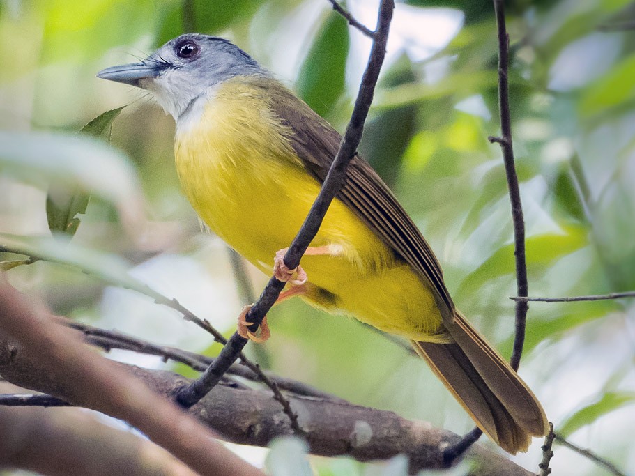 Yellow-bellied Bulbul - eBird