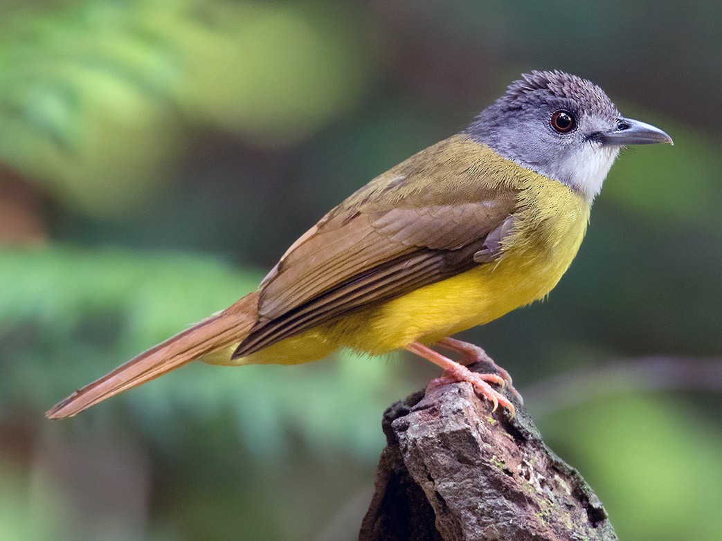 Yellow-bellied Bulbul - eBird