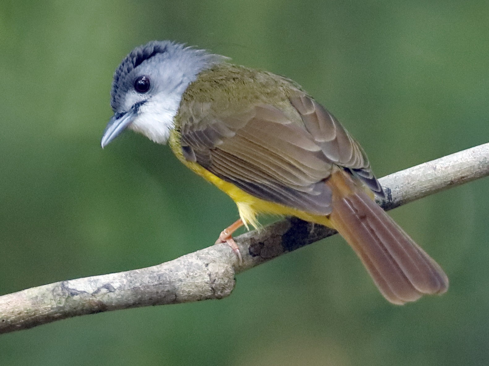 Yellow-bellied Bulbul - eBird