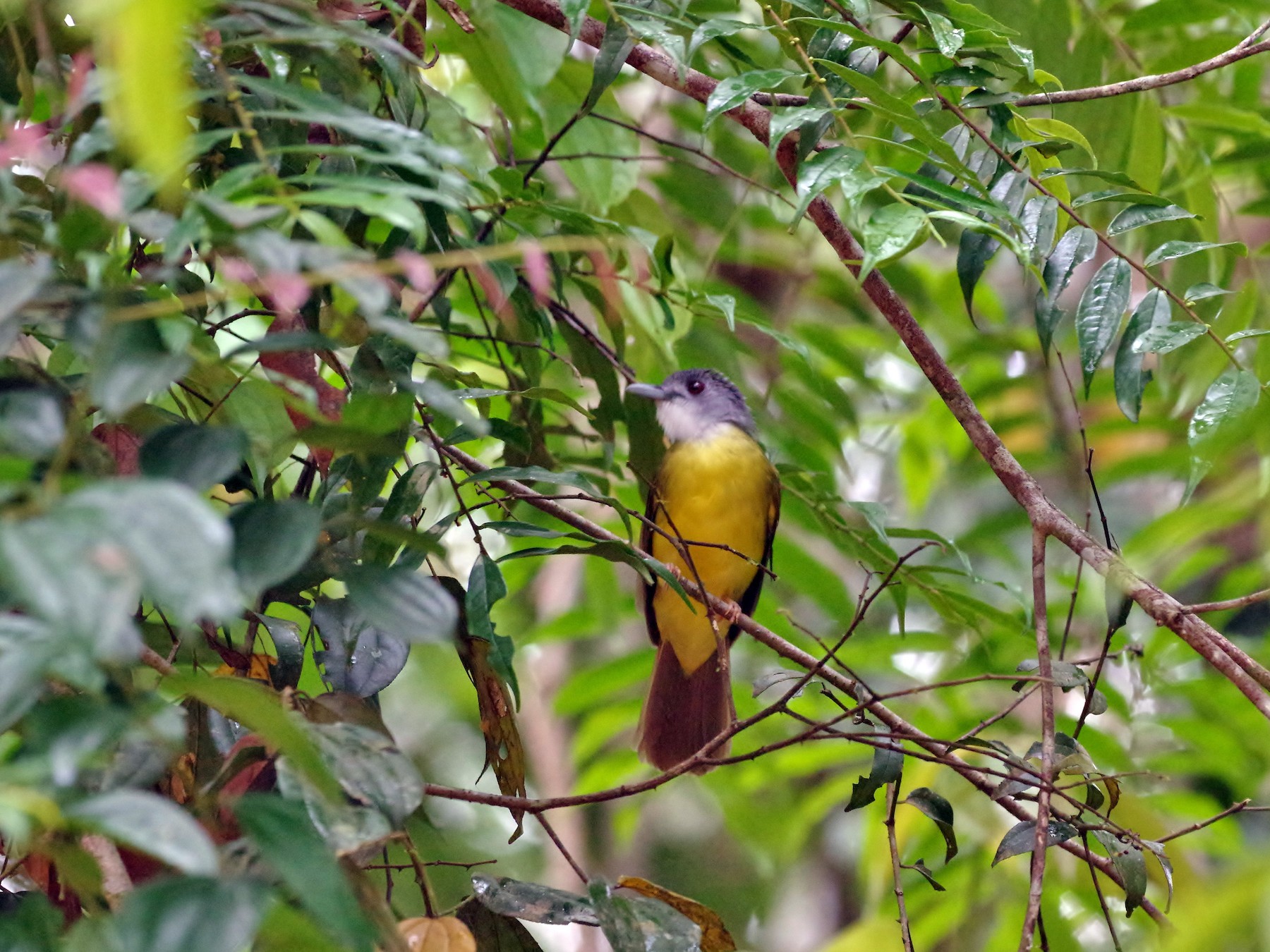 Yellow-bellied Bulbul - eBird