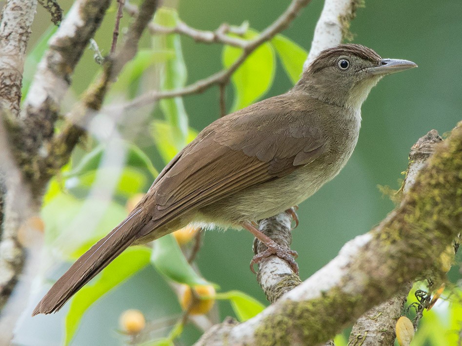 Buff-vented Bulbul - eBird