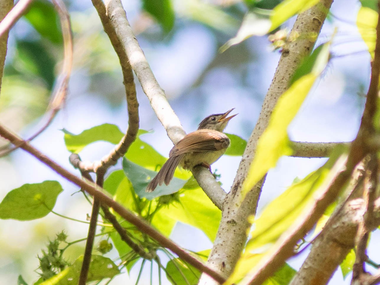 Buff-vented Bulbul - eBird