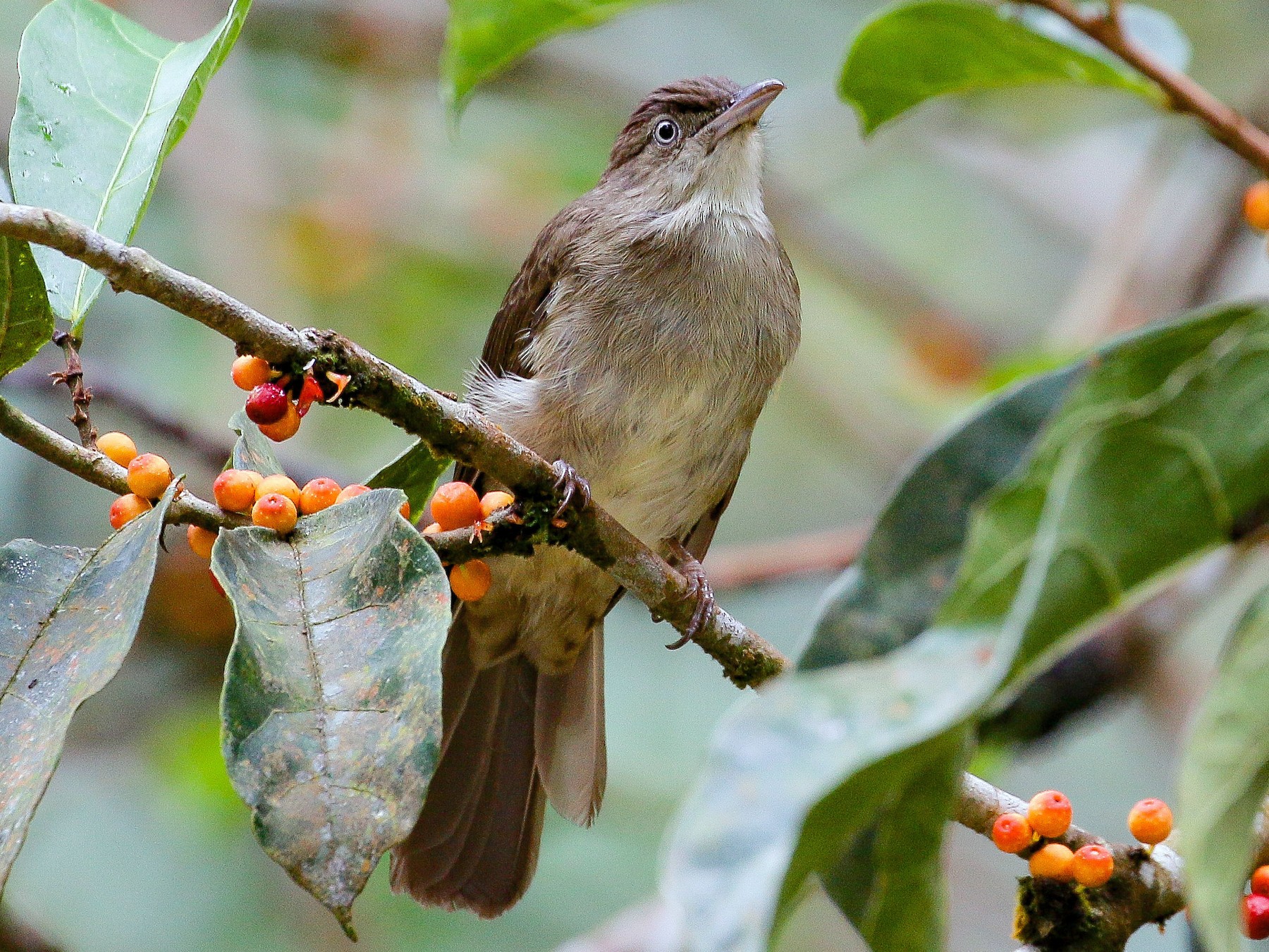 Buff-vented Bulbul - eBird