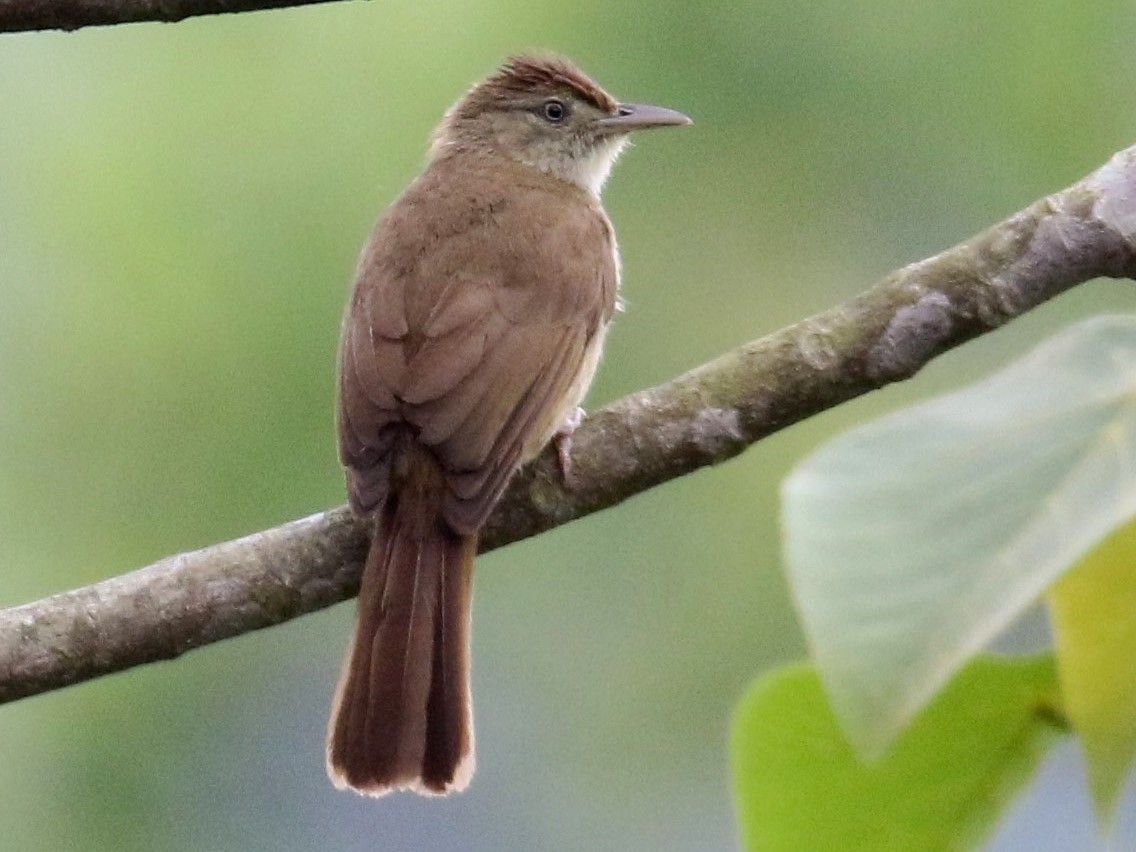 Olive Bulbul - eBird