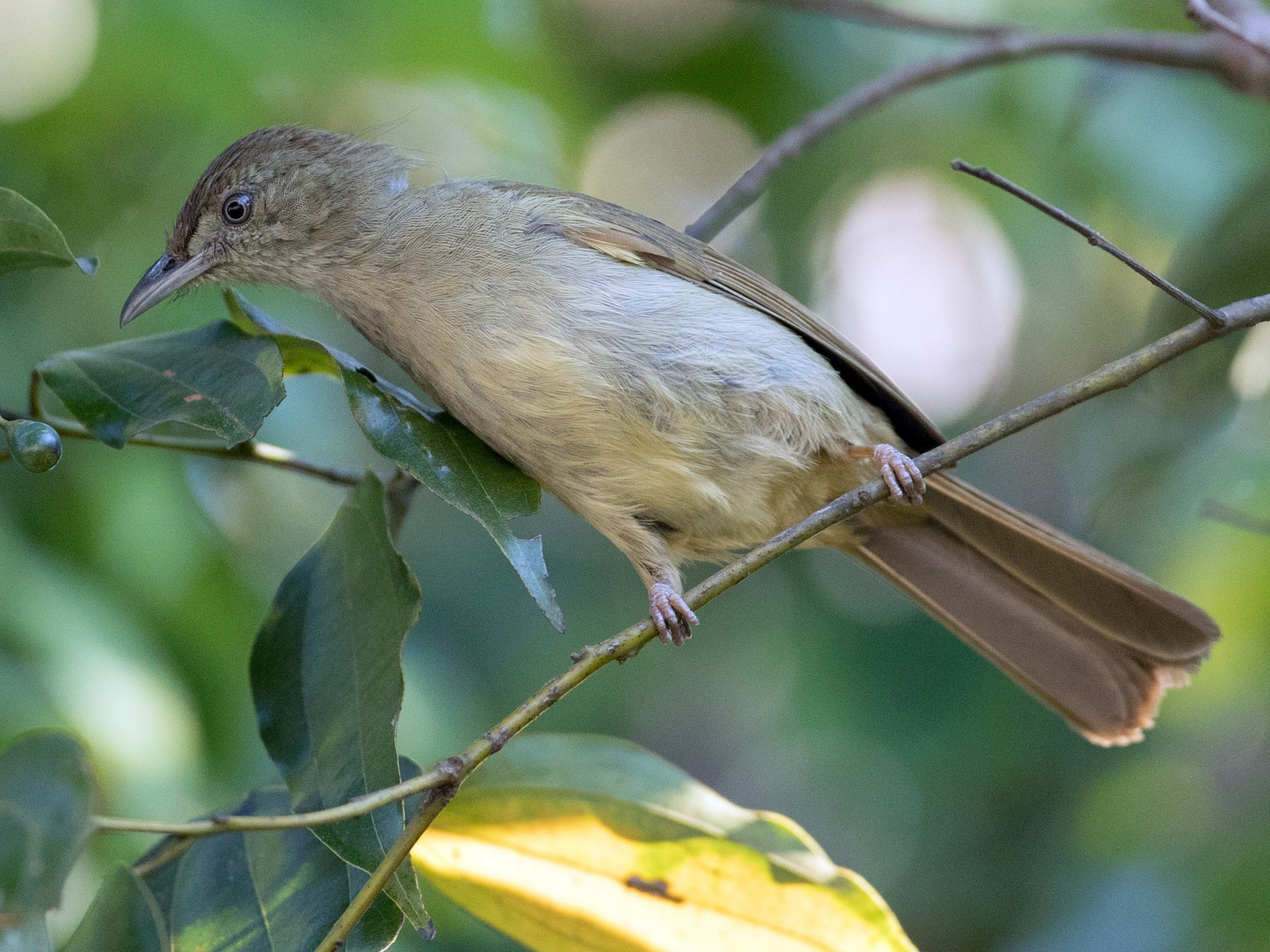 Olive Bulbul - eBird