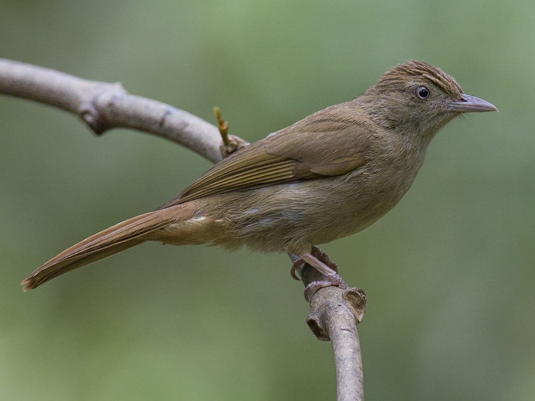 Olive Bulbul - eBird